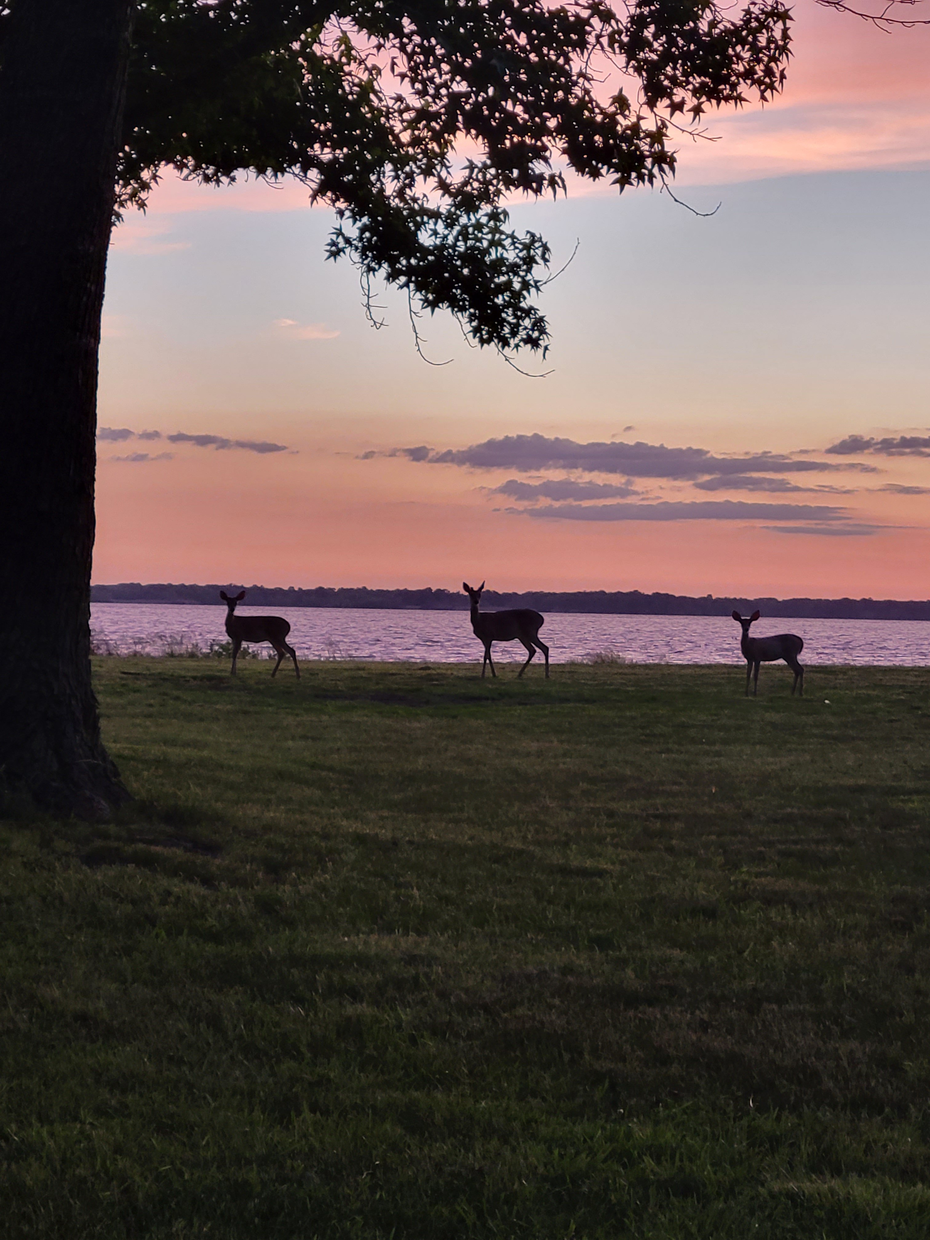 Scenes from Rend Lake – Chasing Seventies